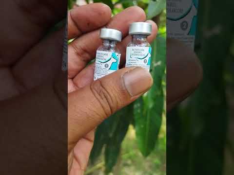 Veterinary Vaccines - Animal Vaccine Latest Price, Manufacturers ...