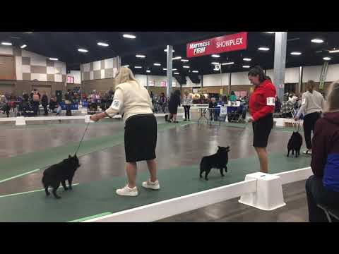 Schipperkes Judged - Western Washington Winter Dog Show Cluster - Puyallup, WA - January 2025.