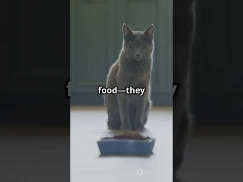 Can Your Pet REALLY Understand You?