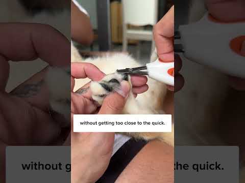A Painless Way To Trim Cat’s Nails! 🙀