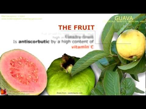 Guava benefits. Guava tree, fruit and leaves