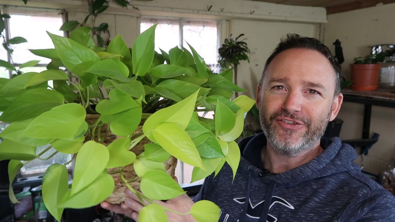 5 Low Maintenance Houseplants Anyone Can Keep Alive!