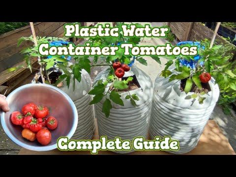 How to Grow Tomatoes in a plastic water bottle container
