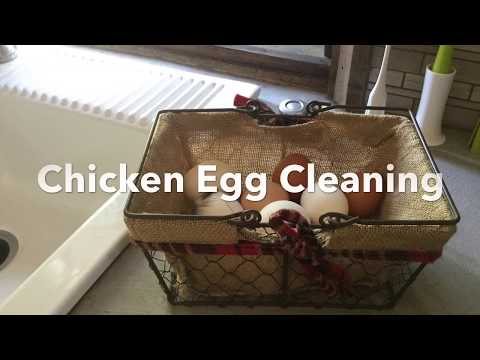 How To Clean And Float Test Chicken Eggs
