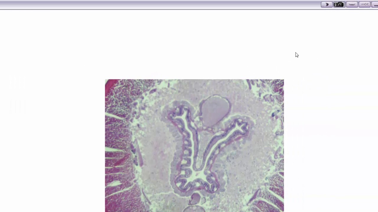 MS HS Microscope Software   Getting Started