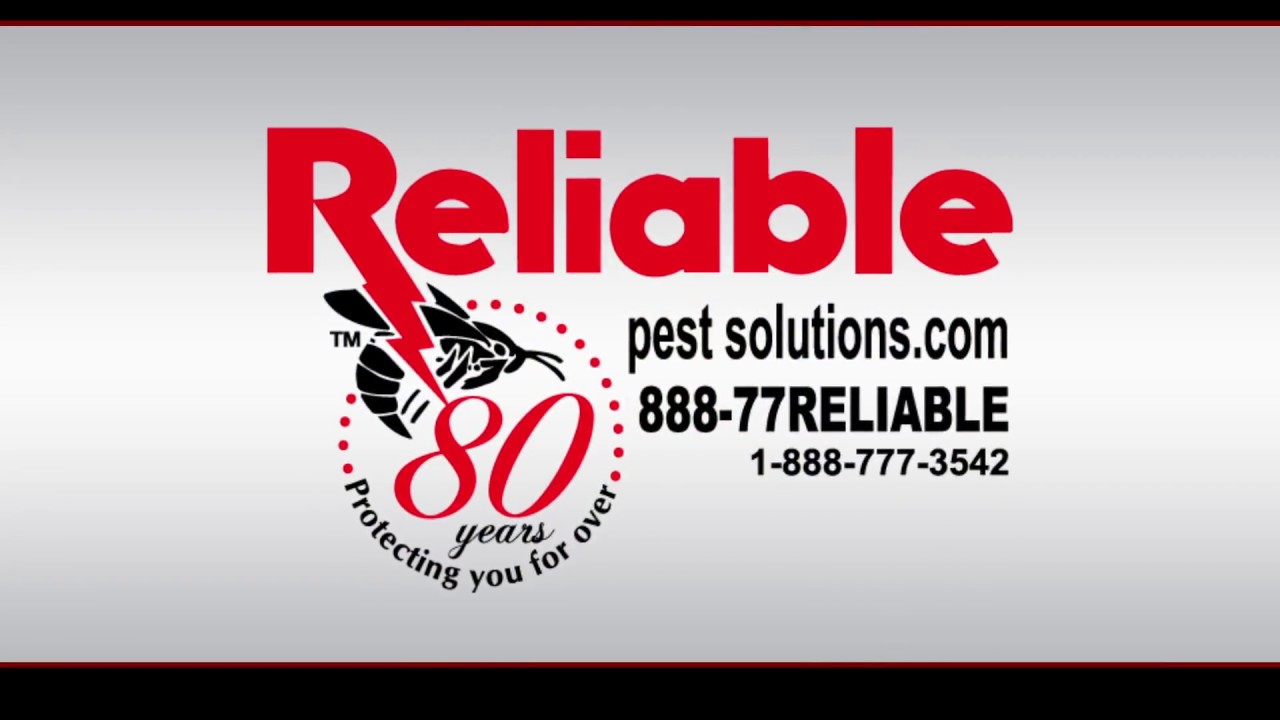 Reliable Pest Solutions: Bed Bugs