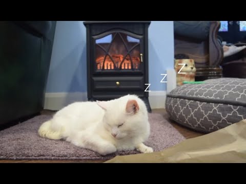 Coffee Cats | University of Lincoln