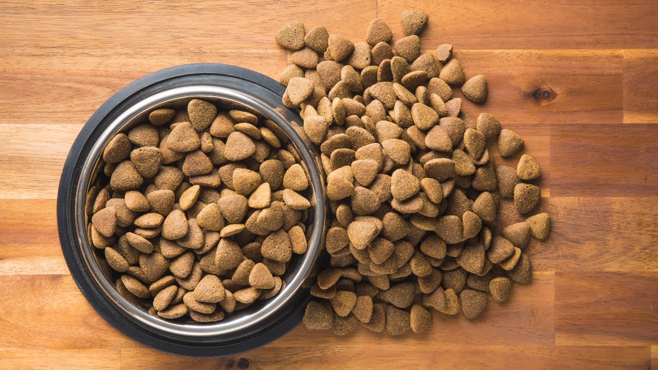 How to Feed a Great Dane?