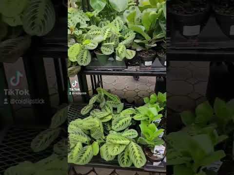 Come Explore Greeland Garden Center with us!