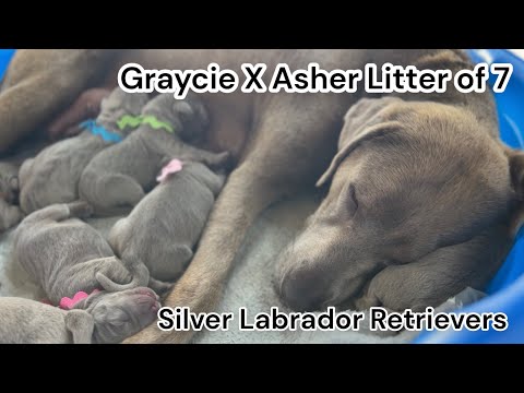 Introducing Our Litter Of Silver Labrador Retrievers | Graycie X Asher