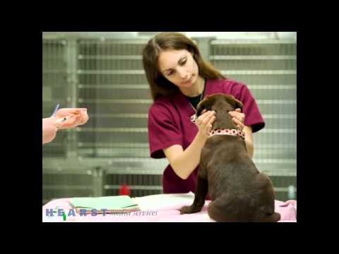 Briarcrest Veterinary Clinic - Regular Check Ups - Bryan TX 77802