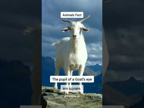 Interesting Facts About Goat | Goats Eyes Are Different | #shorts | #youtubeshorts