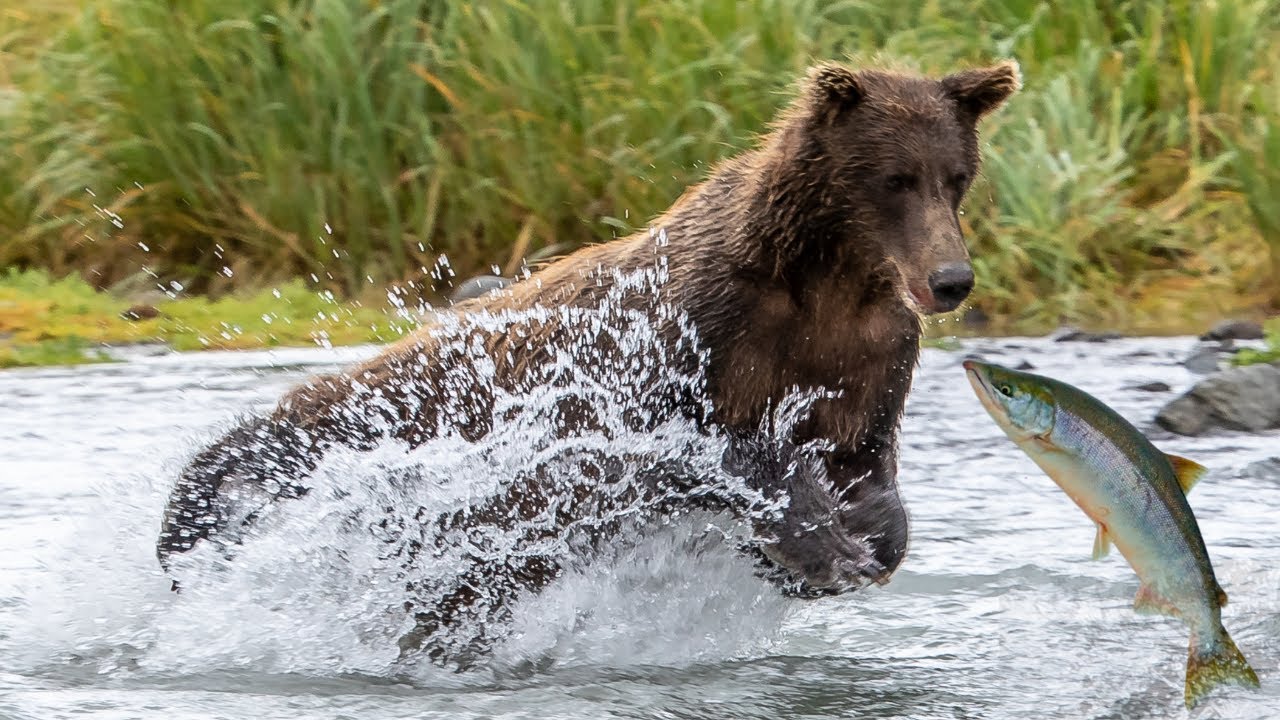 Kodiak Bear: Largest Subspecies of Brown Bear