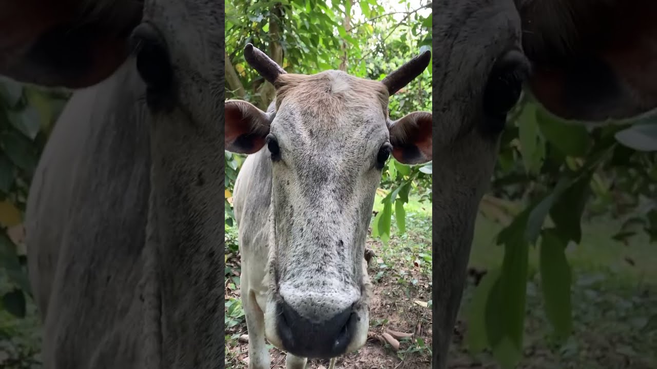 Step into Zanzibar's Spice Forests