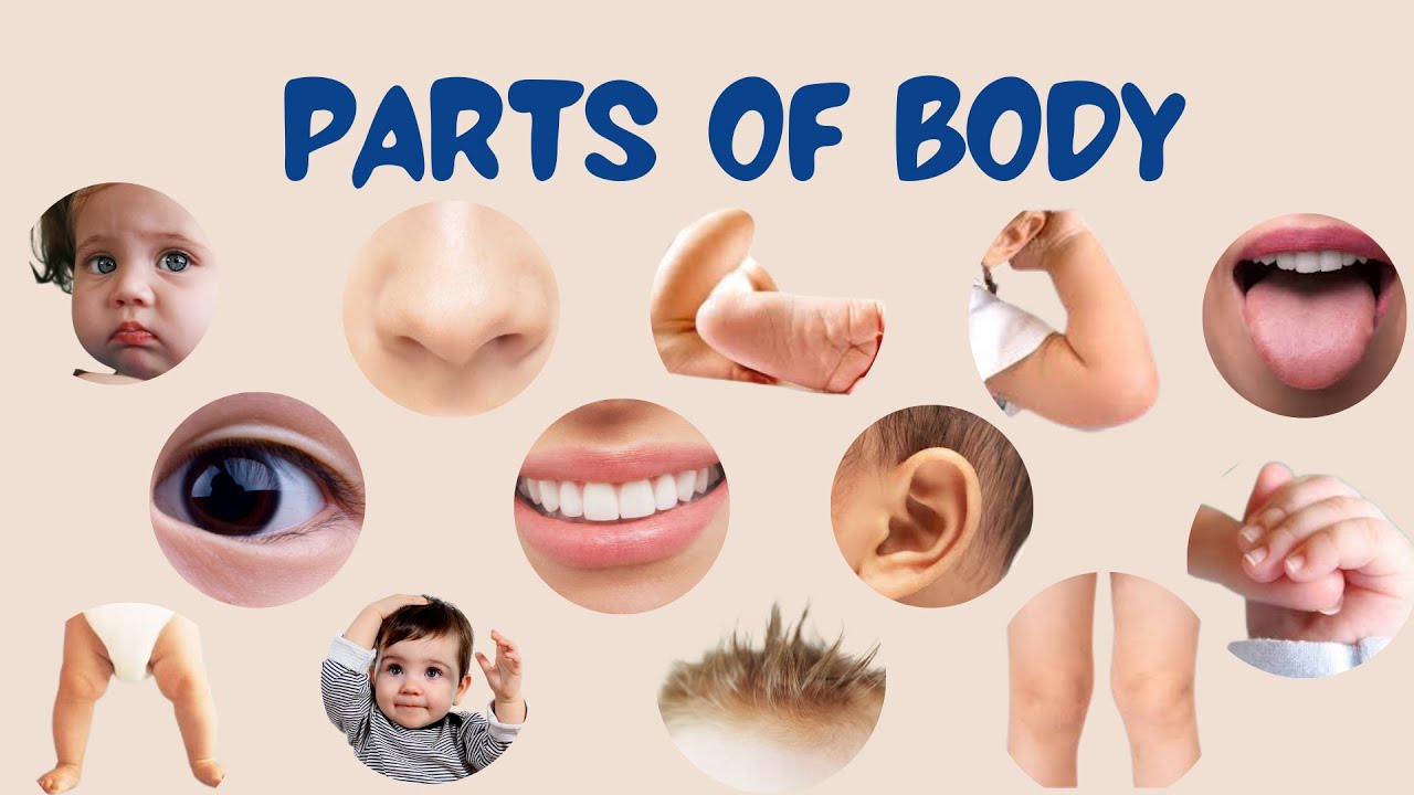 Parts of Body Name for kids | Human Body Parts | Learn Parts Of Body Name @kidshubarfa