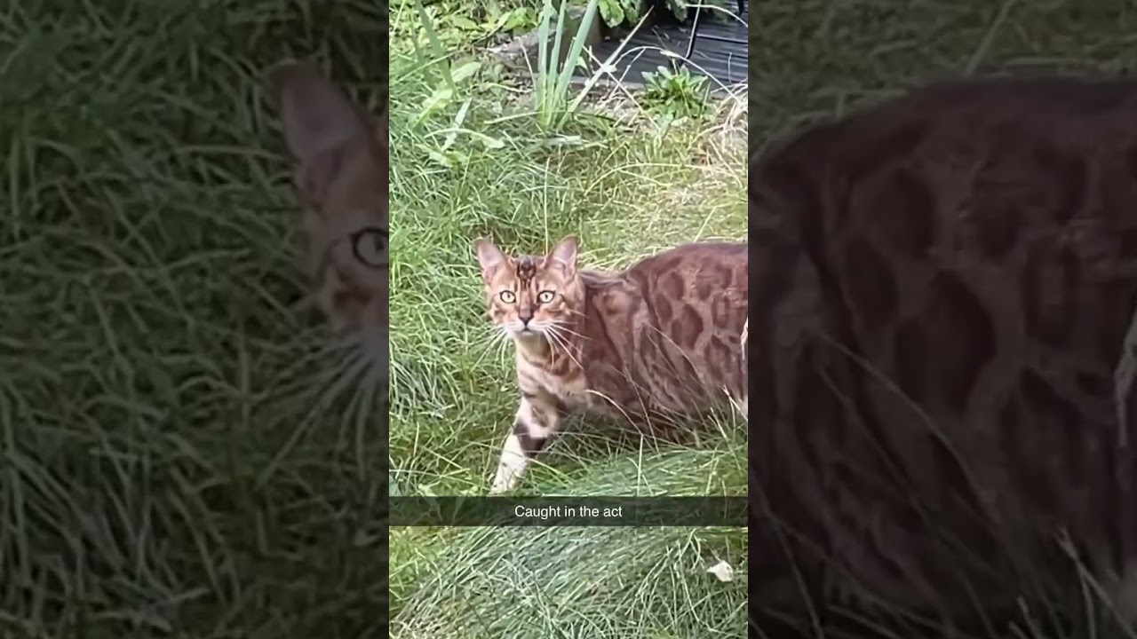 Always messing up my garden