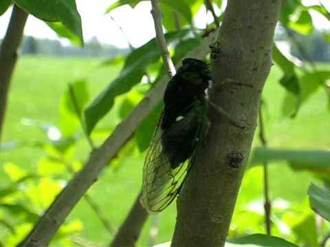 What Do Cicadas Sound Like? - Why Cicadas Make So Much Noise