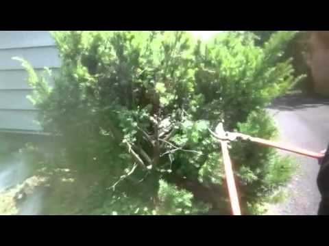 Pruning a japanese yew