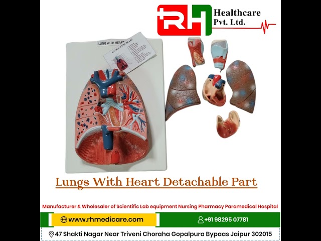 Human Body Part Model - CHILD IV ARM MODEL Trader - Wholesaler ...