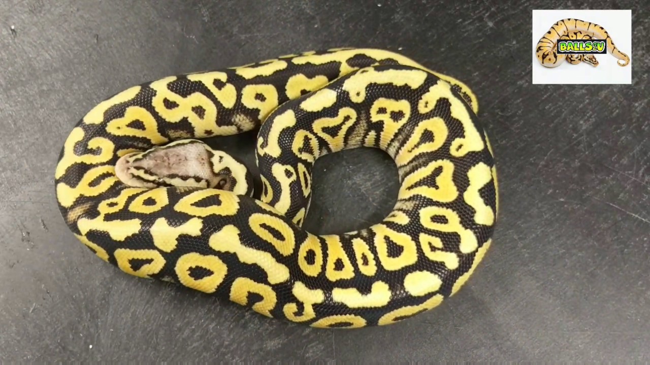 BASE MORPH: Spotnose