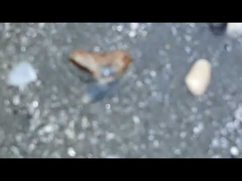 Shark teeth hunting before daybreak and found a colorful tiger shark tooth. Enjoy!