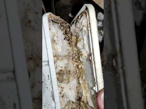 Active termites #anay #infested #pestcontrol #termites #pests #buildings #exterminators