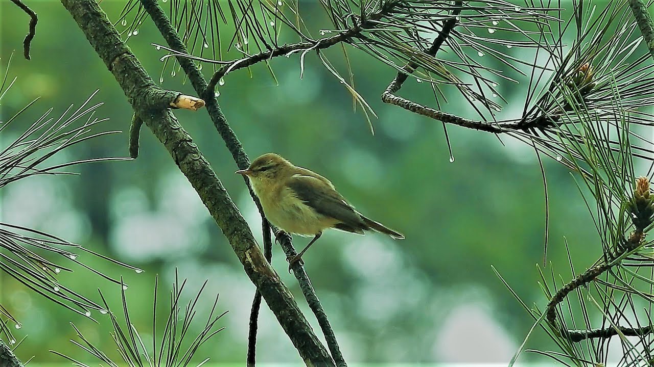 Willow Warbler | Phylloscopos trochilus