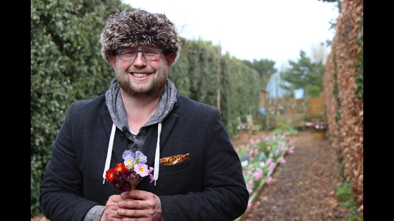 Get Gardening: The First Rose of the Year (Primulas!)