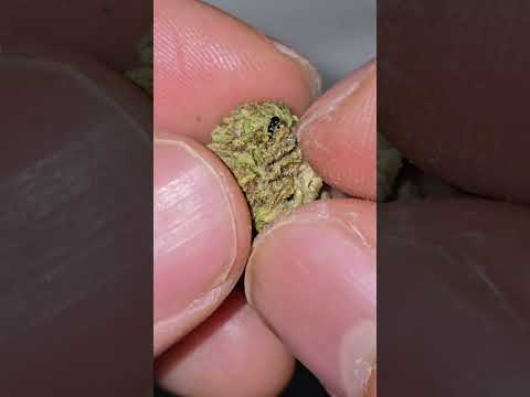 What is this in my THCA flower!? Jerome Baker THCA - Strawberry Fume Tube - Dissecting Flower Ep.1