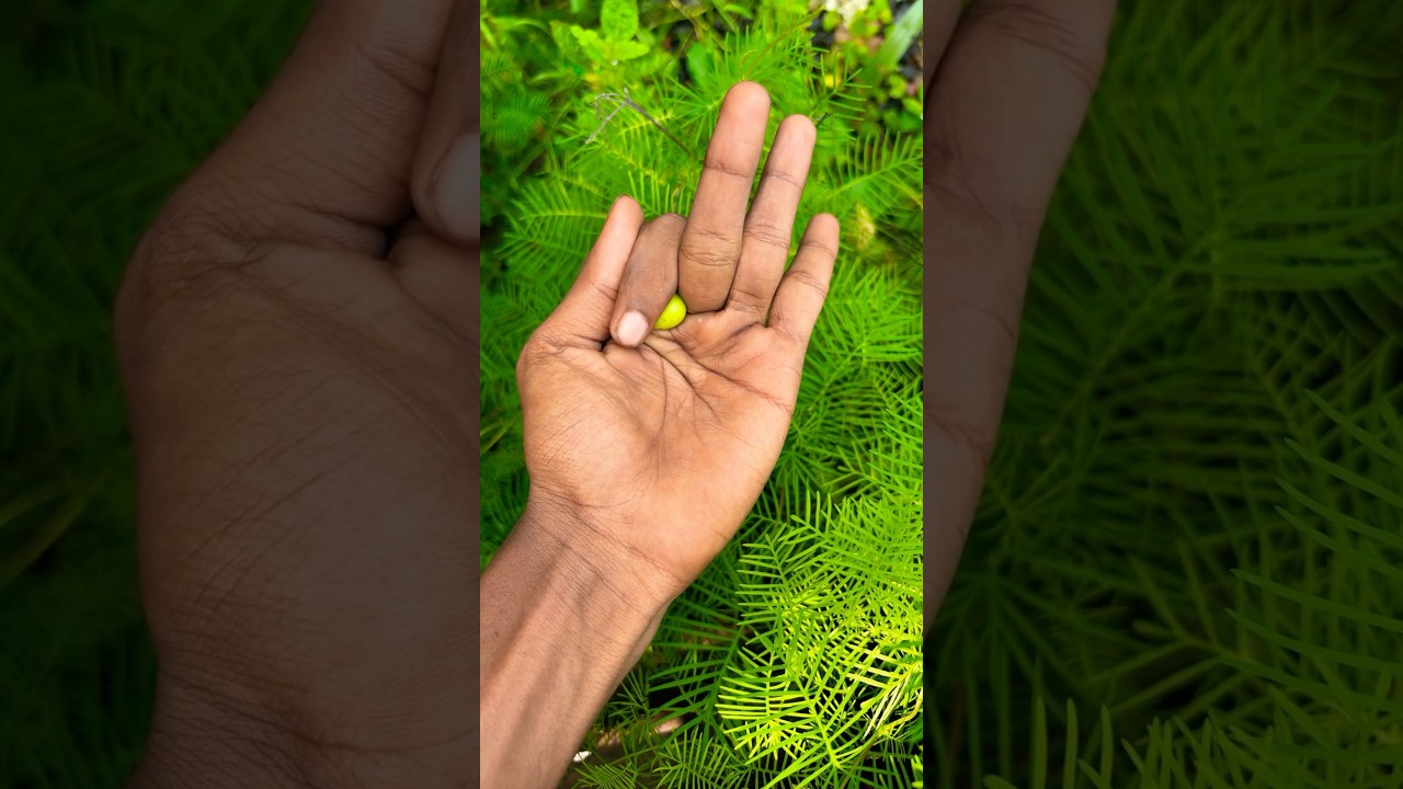 It is the Smaller shiny jewel beetle 🐞🐝🦋🤯#beautifulinsects #nature #anyuniqueanimals#insects
