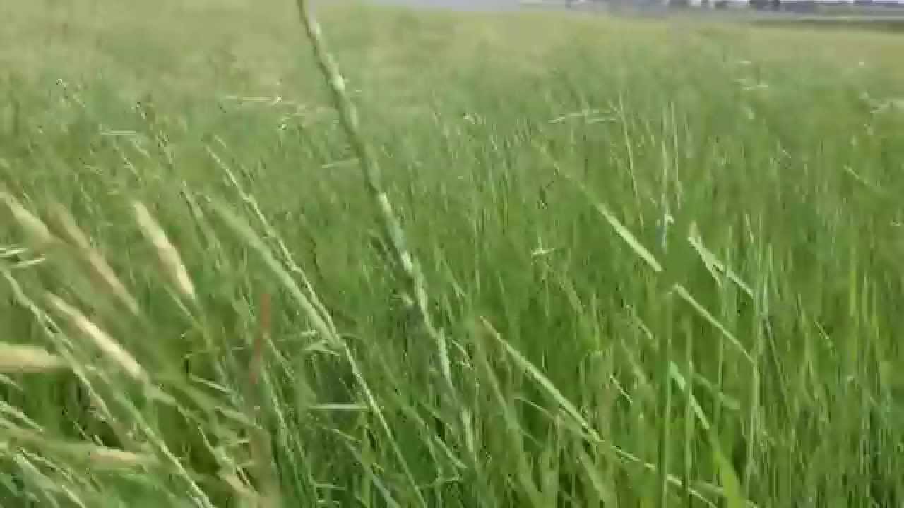 Millborn #1 Hay & Pasture Mix