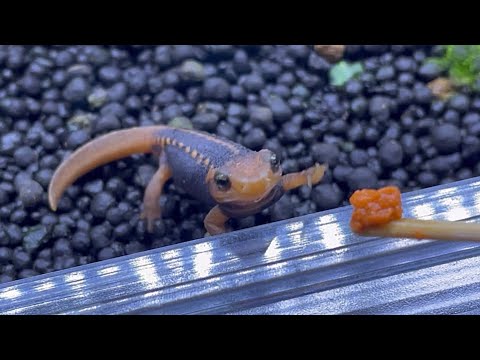 Something Different: Fun With Newts – Lee Duigon