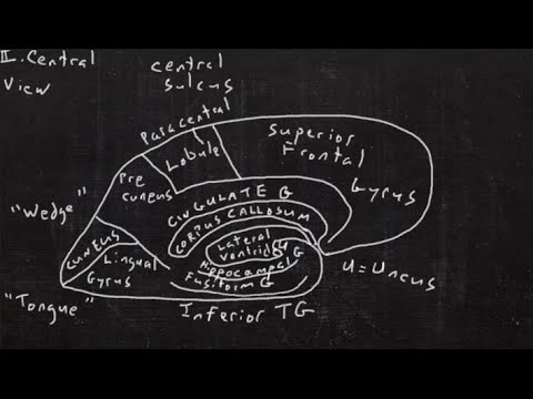 Cerebral Anatomy in 90 Seconds