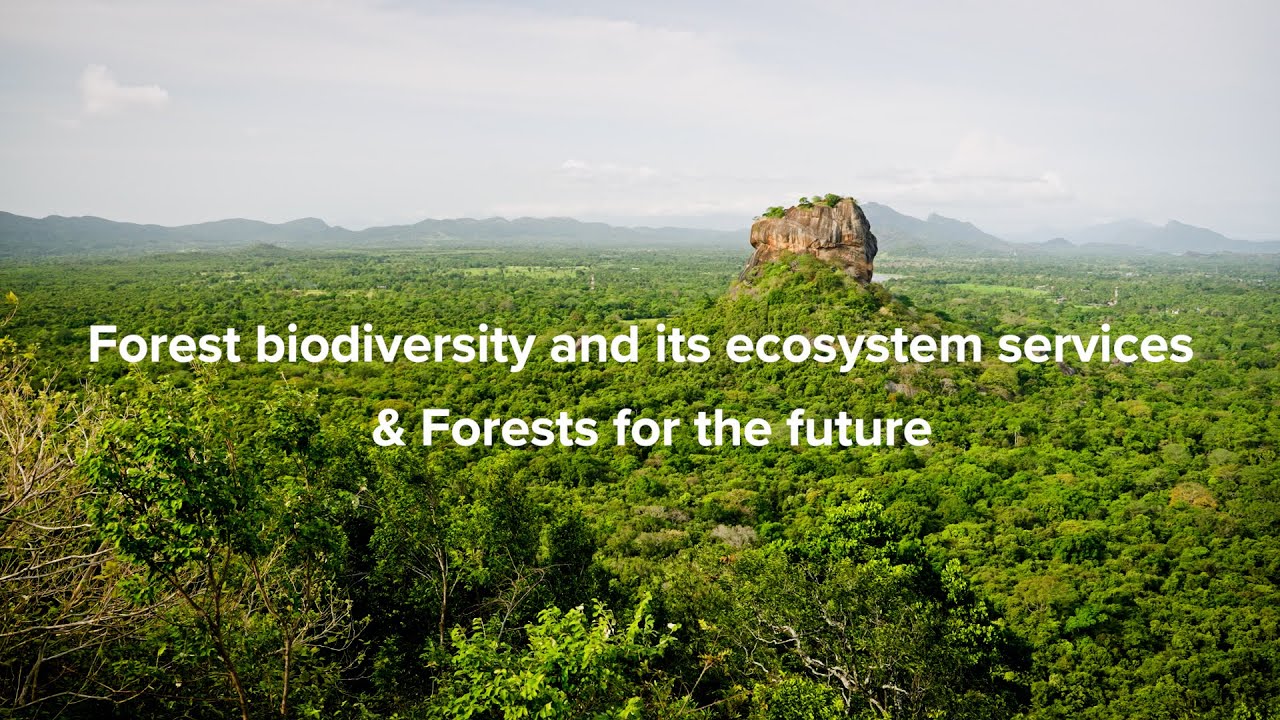 Introducing Today's Theme: Forest biodiversity and its ecosystem services & Forests for the future