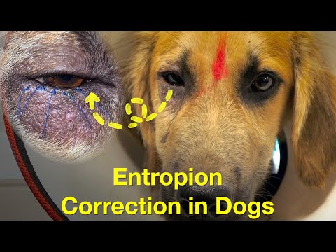 Entropion Correction in Dogs - Episode 52