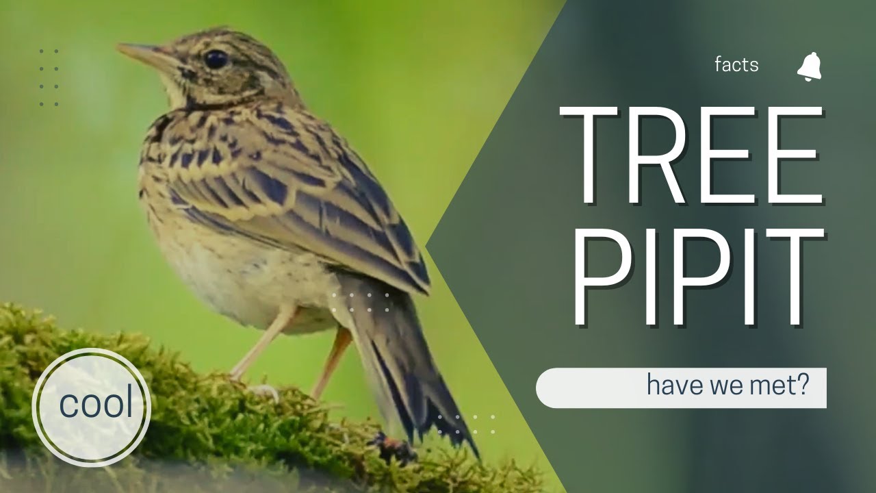 tree pipit facts