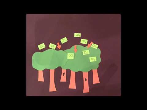 Effects of Photosynthesis on Climate Change