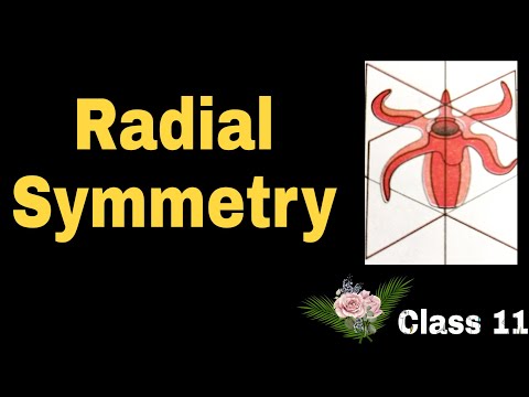 Radial Symmetry