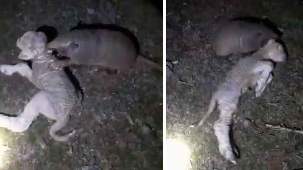 When the armadillo becomes a predator