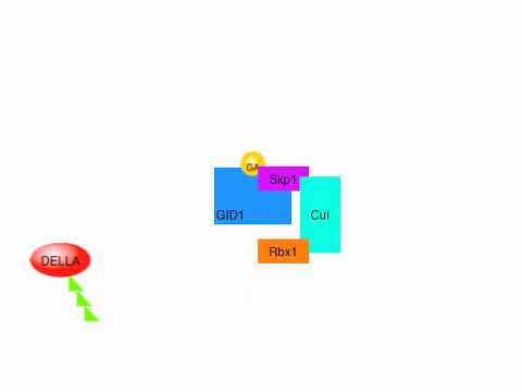 GA signal transduction | Plant Phys Primer