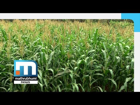 തരിശ്ശ് പാടത്ത് ചോളം വിളയിച്ച് കുന്നന്താനം ഗ്രാമപഞ്ചായത്ത്