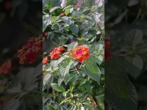 #nature #flowers #colors #green #prettylittlebaby #youtubeshorts #youtube #ytshorts