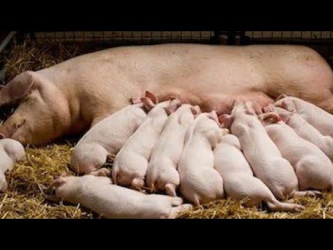 I Started With One Pig,Now I Have over 200 |Farmer From Eldoret