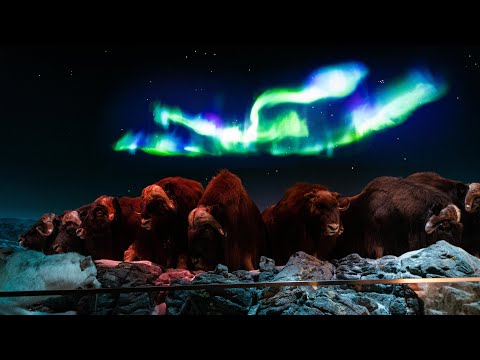 Touring Wonders of Wildlife Bass Pro Shops Museum & Aquarium