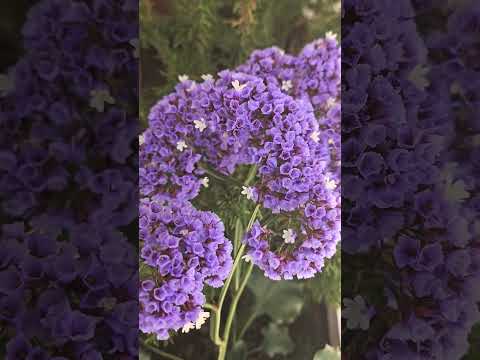 Purple Flower from Cyprus 🌺