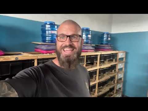 Our rodent breeding facility. Need a lot of rodents to feed a lot of ball pythons and retics!