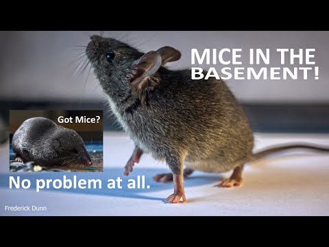 Short Tailed Shrew, Deer Mouse, House Mouse with facts and general information. Frederick Dunn