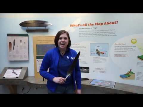 Adventures in Eagle Territory: All About Feathers