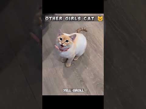 Other Girls Cat Vs This One #gif #shorts #trending #viralvideos