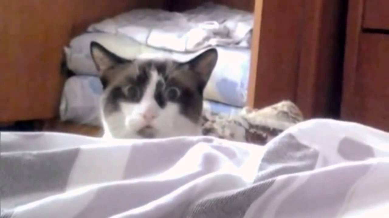 Viral Video UK: Trus Top Funniest